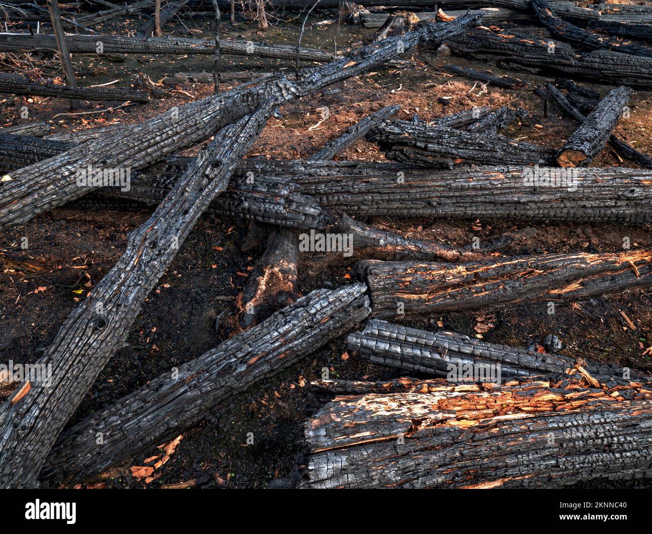 Fallen trees and burnt out into coals after a fire in the forest ...