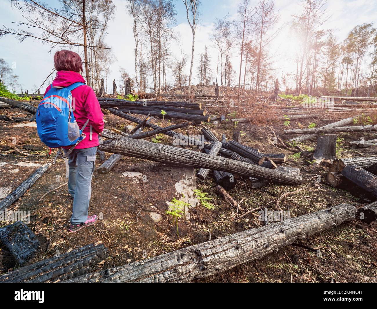 Woman discover big burnt trees on the fire atHrensko, Czech Switzerland ...