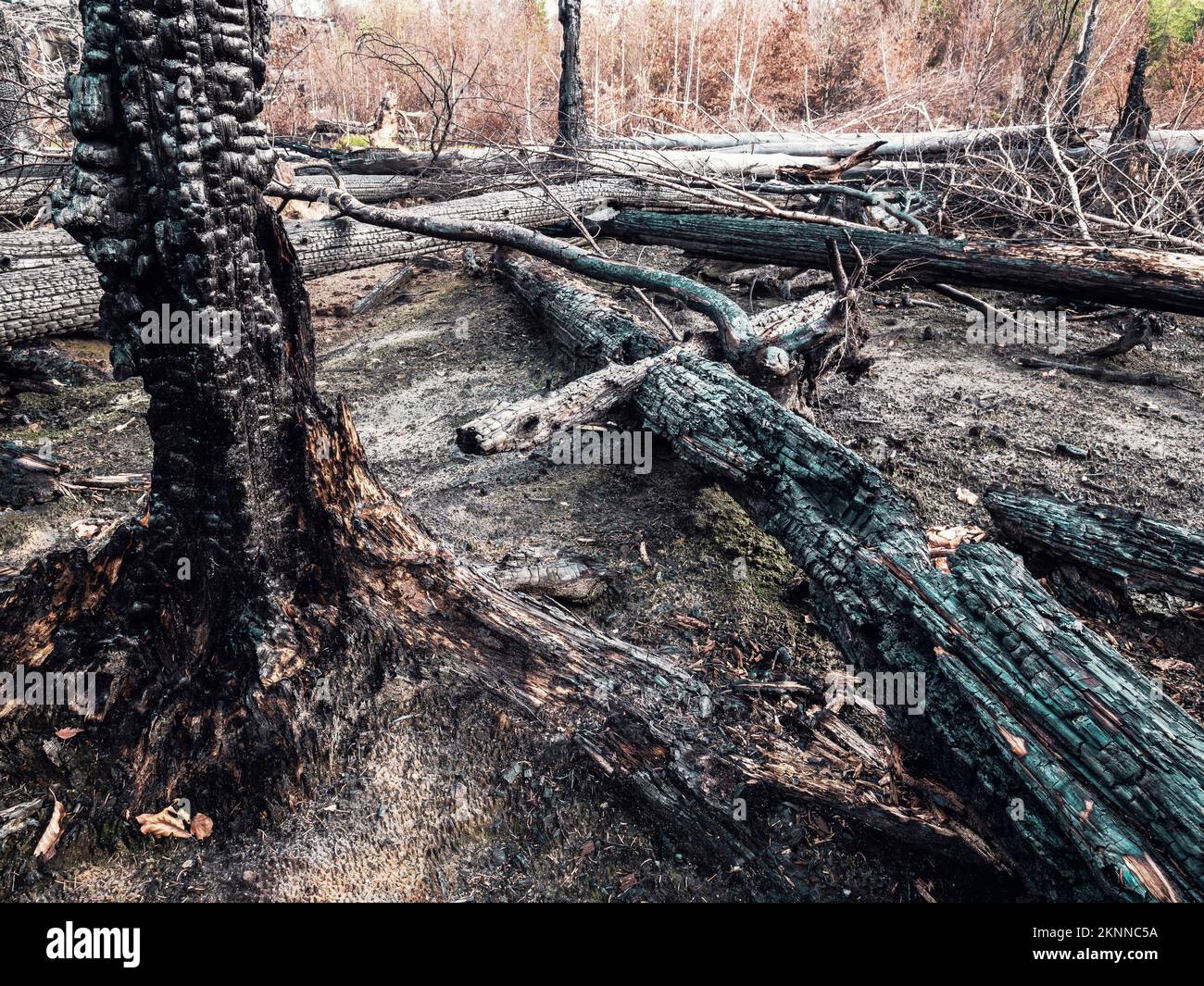 Big natural tragedy. Burnt forest in the first zone of the national ...