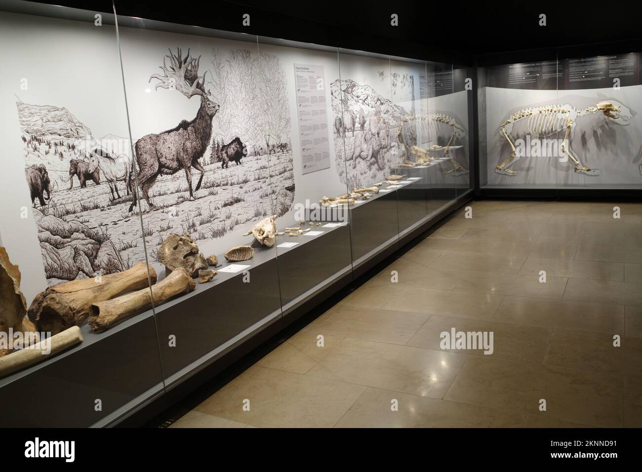 Santander, Spain - 29 Oct, 2022: Ancient bones on display at the Museum ...
