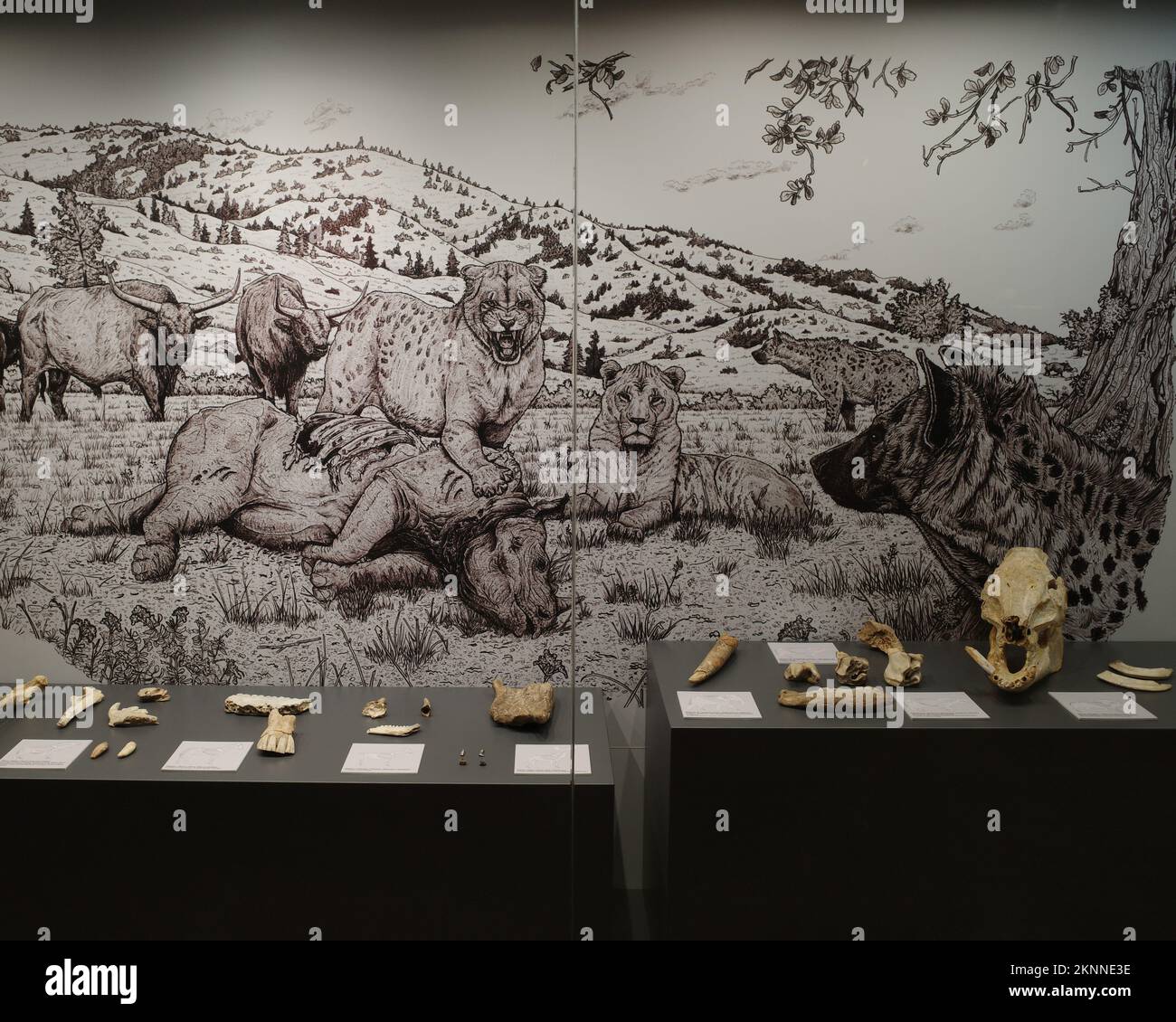 Santander, Spain - 29 Oct, 2022: Ancient bones on display at the Museum ...