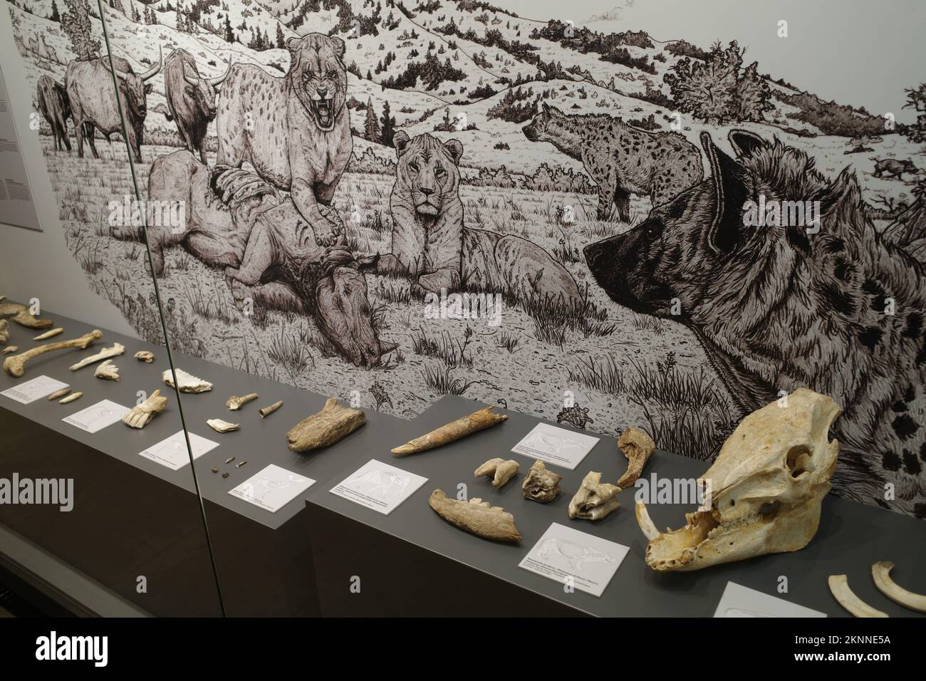 Santander, Spain - 29 Oct, 2022: Ancient bones on display at the Museum ...