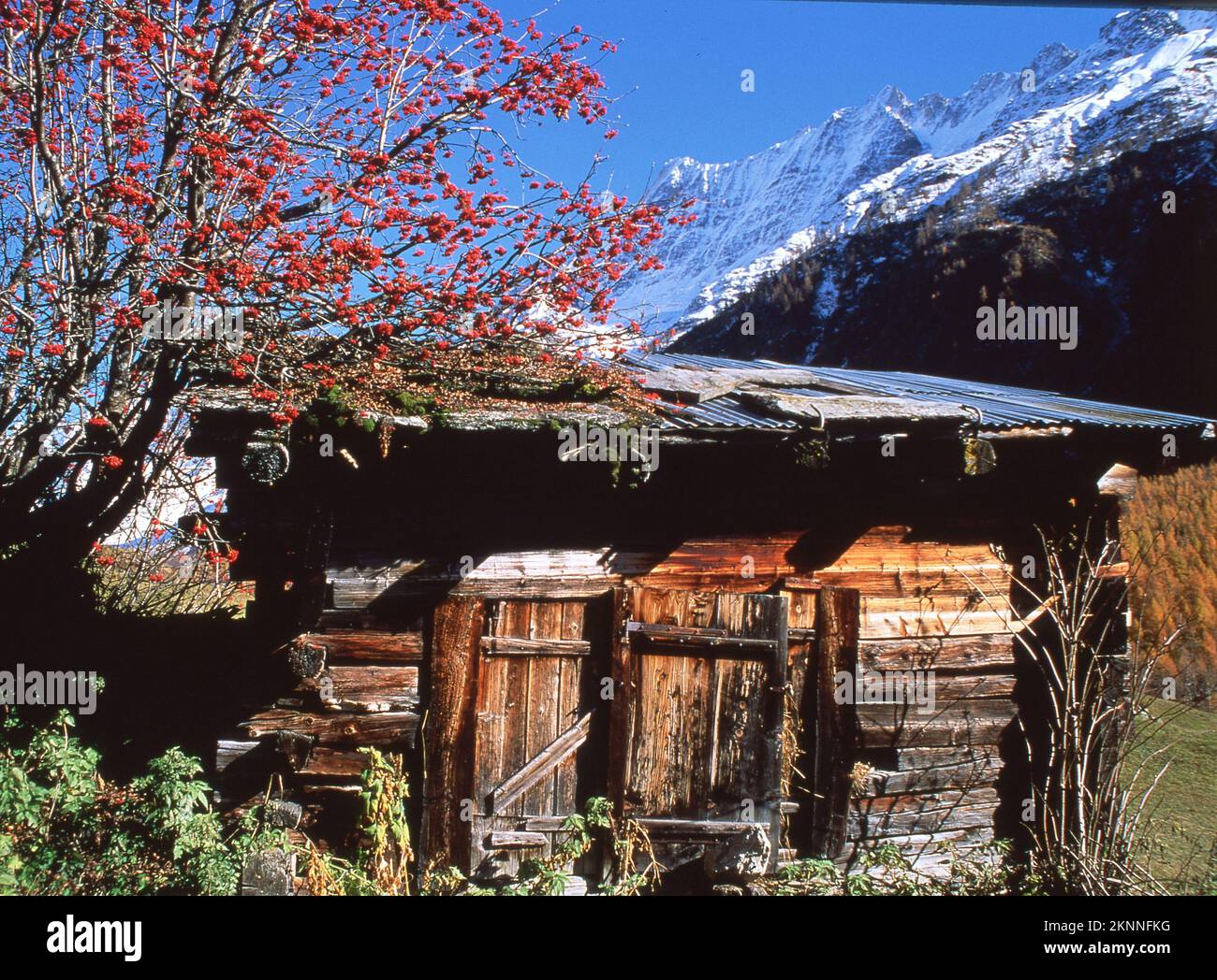 A small wooden cabin and a blossoming tree in the background of ...