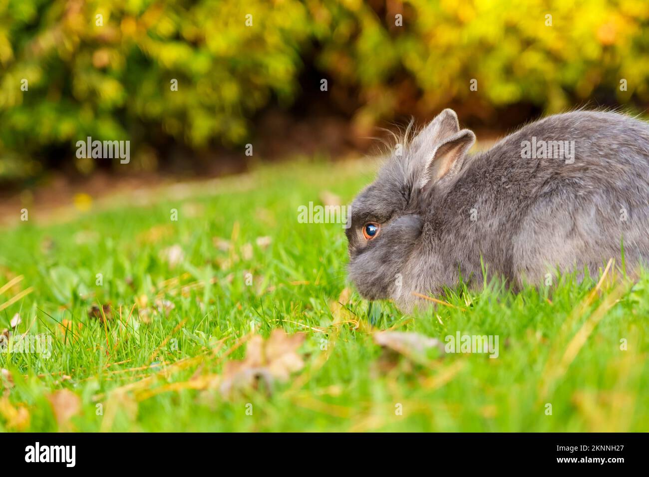 Gray baby rabbit eating green grass in nature close-up Stock Photo - Alamy