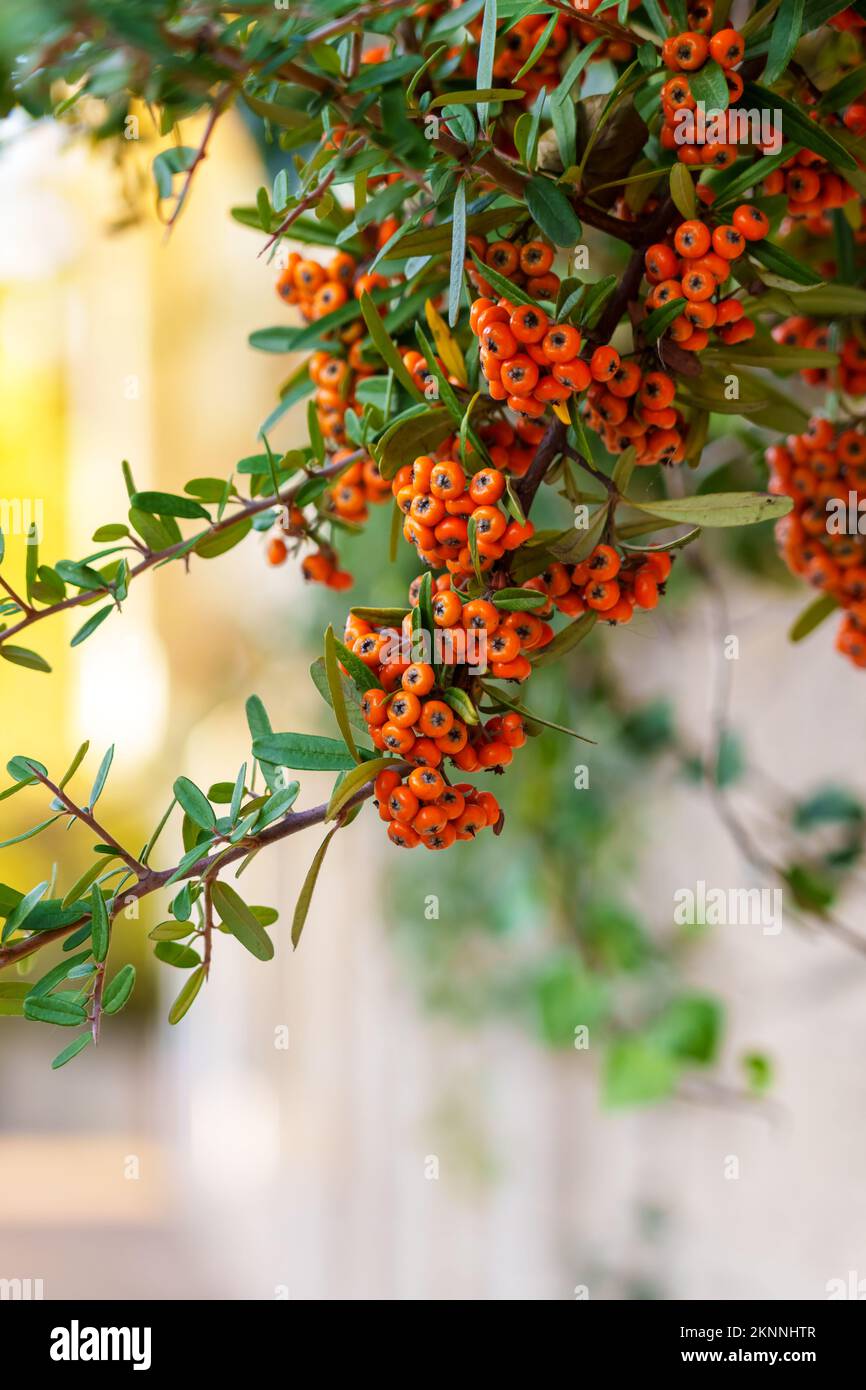 Pyracantha coccinea berries. Rosaceae family. Firethorn bush. Beautiful ...