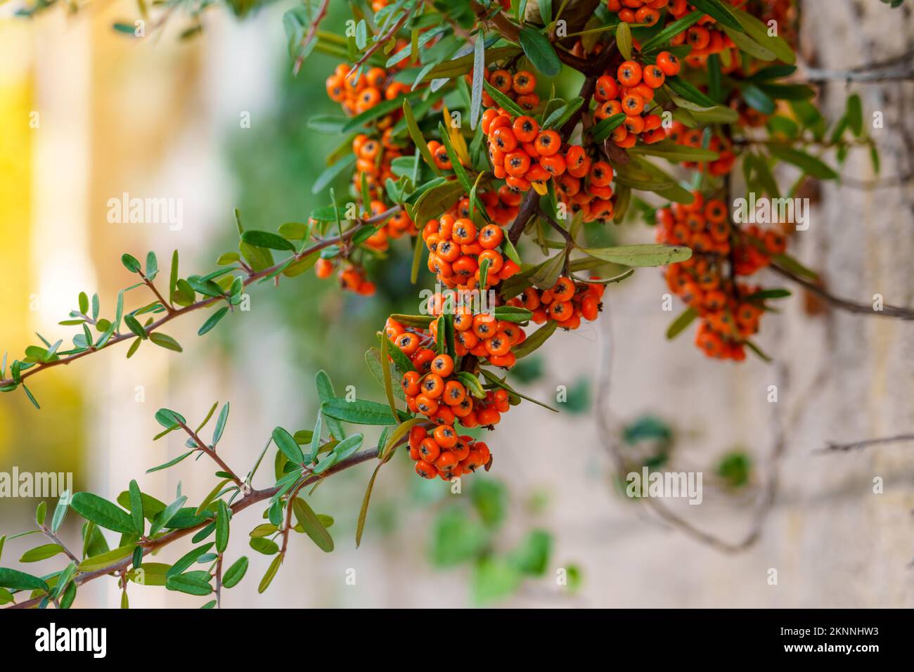 Orange berries of Pyracantha coccinea (firethorn) from Rosaceae family ...