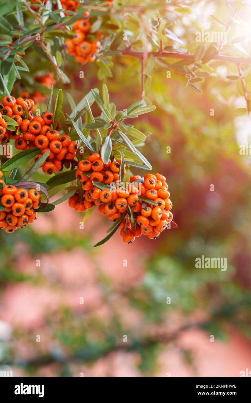 Orange berries of Pyracantha coccinea (firethorn) from Rosaceae family ...