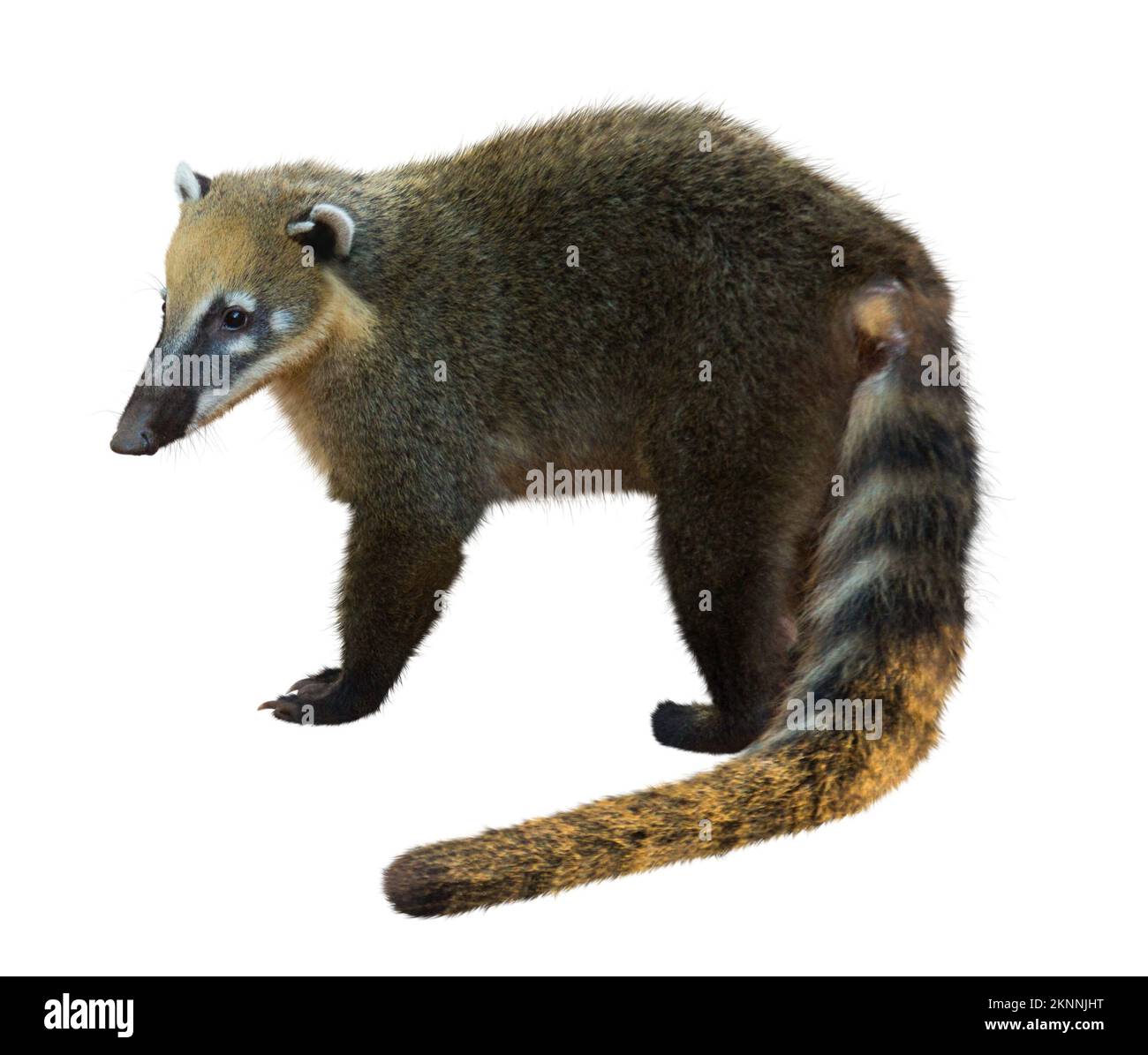 Coati isolated on white Stock Photo - Alamy