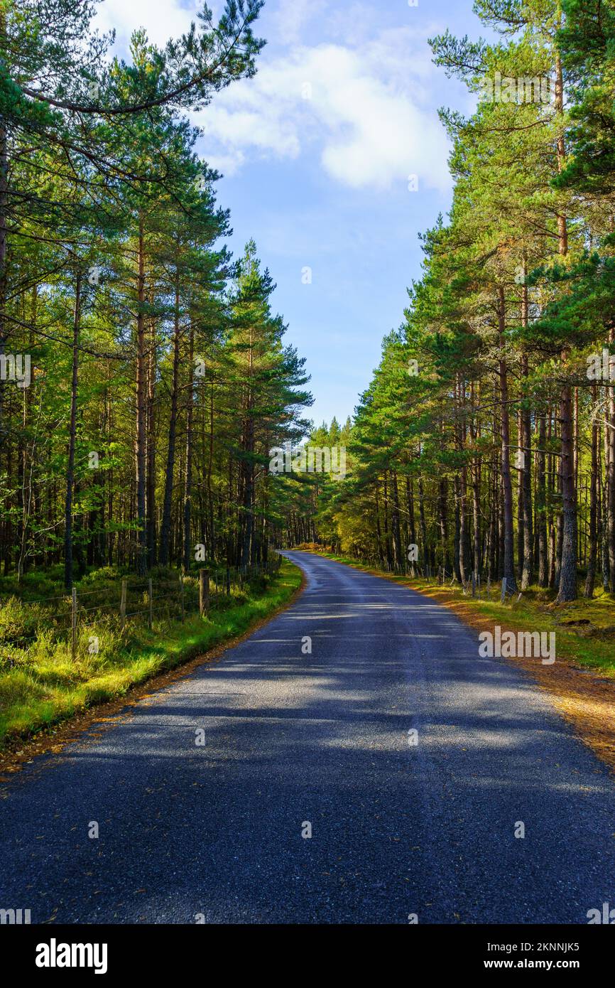 View of a forest road in Cairngorms National Park, in Scotland, UK ...