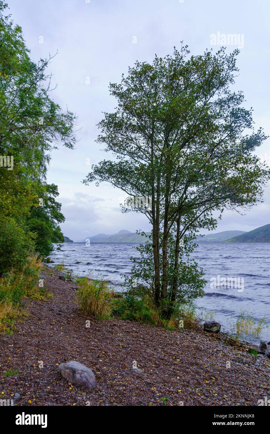 View of a trees on the shores of Loch Ness, in the Highlands, Scotland ...