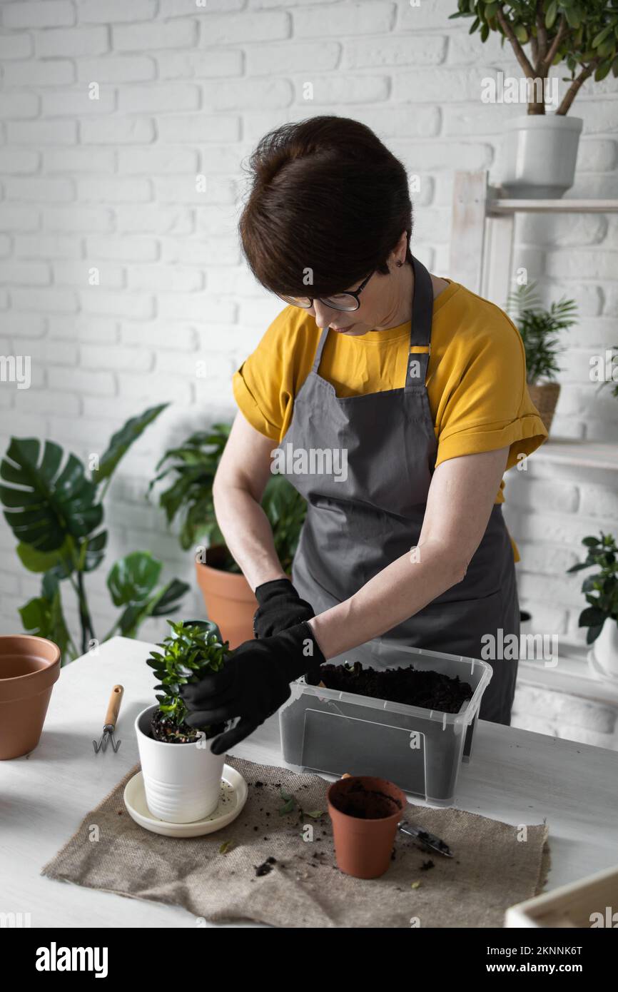 Spring houseplant care, repotting houseplants. Waking up indoor plants ...