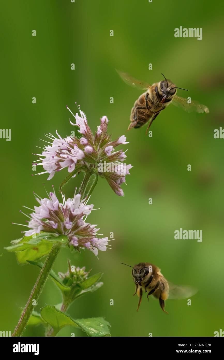 A vertical closeup of honey bees, Apis flying around a tiny pink flower ...