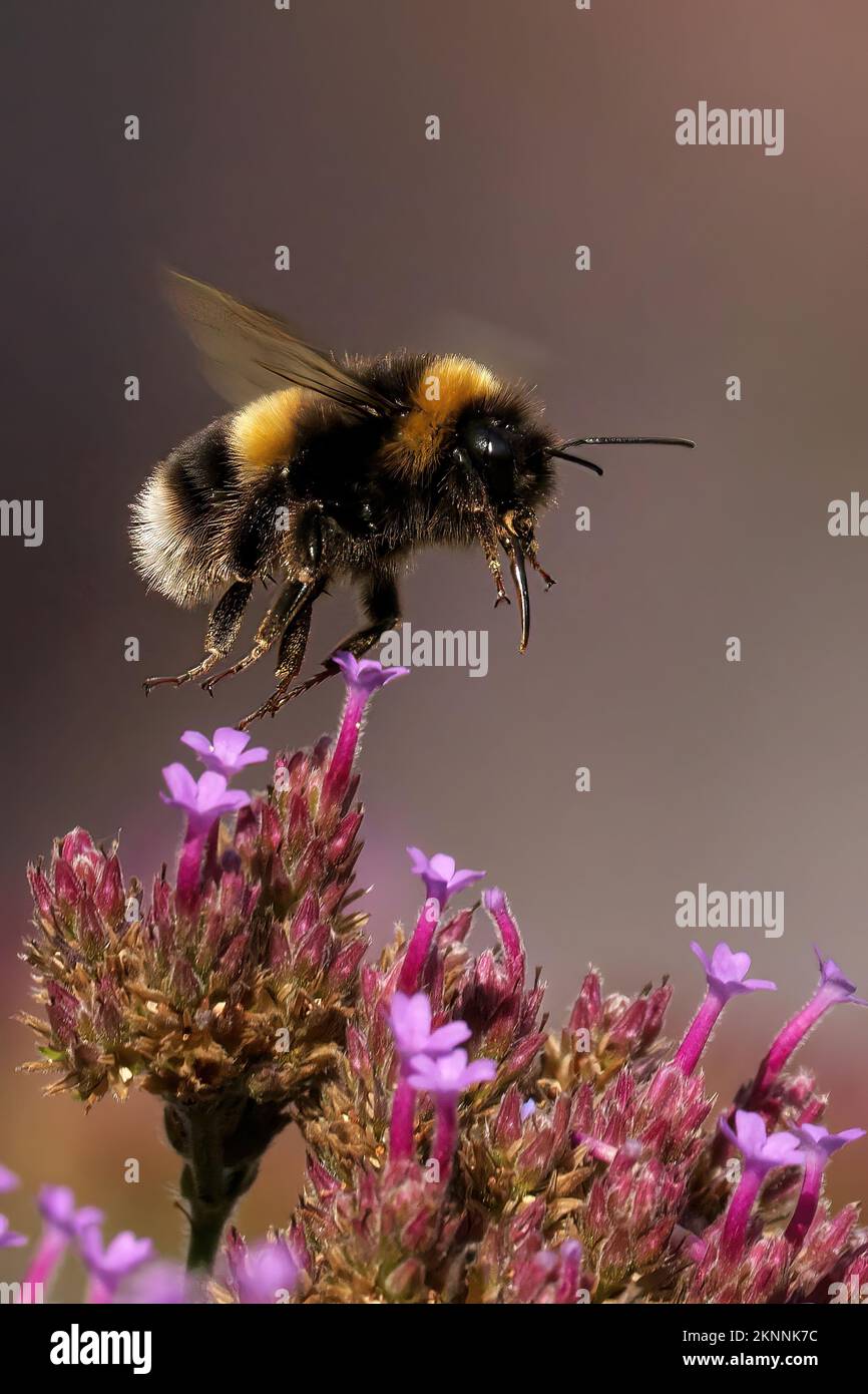 A vertical closeup of a Bumblebee, Bombus flying around a tiny purple ...
