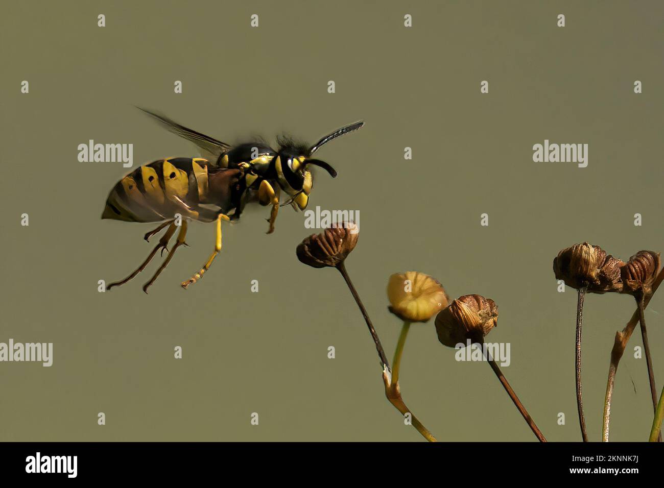 A macro of a wasp, Vespidae flying around a tiny brown flower Stock ...