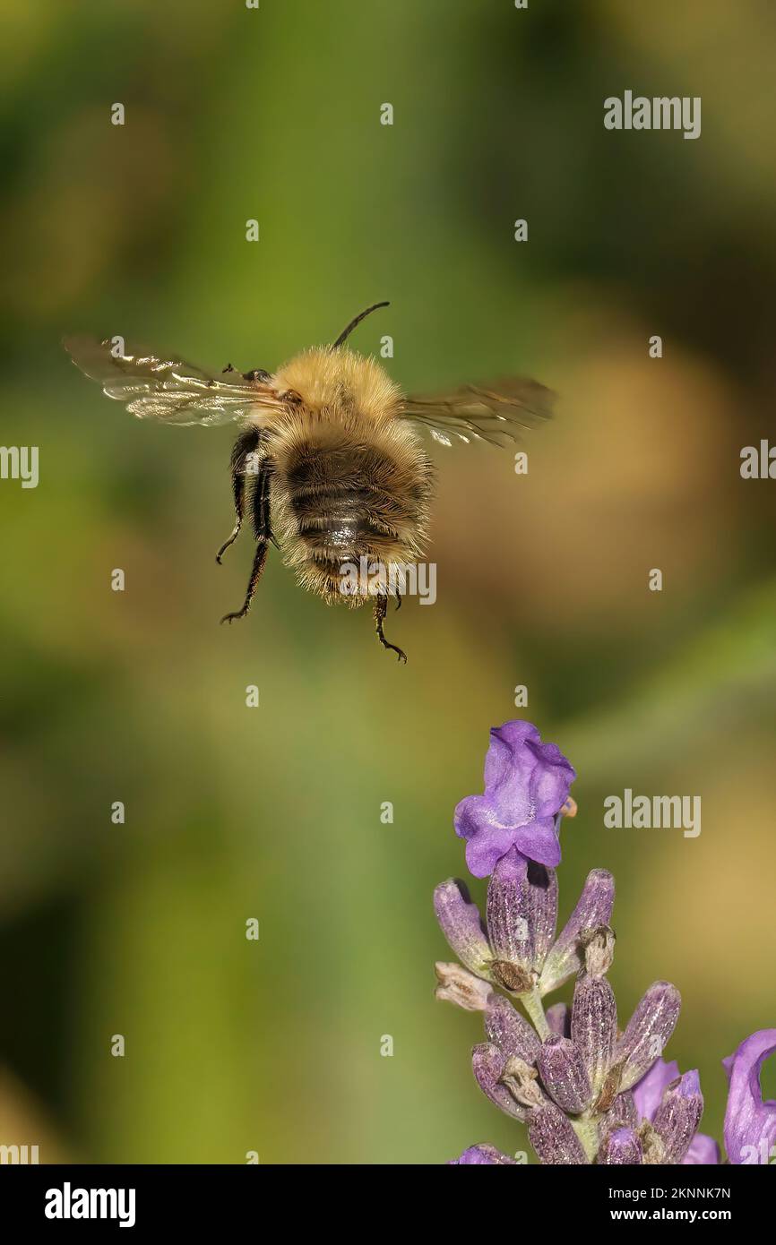 A vertical closeup of a Bumblebee, Bombus flying around a tiny purple ...