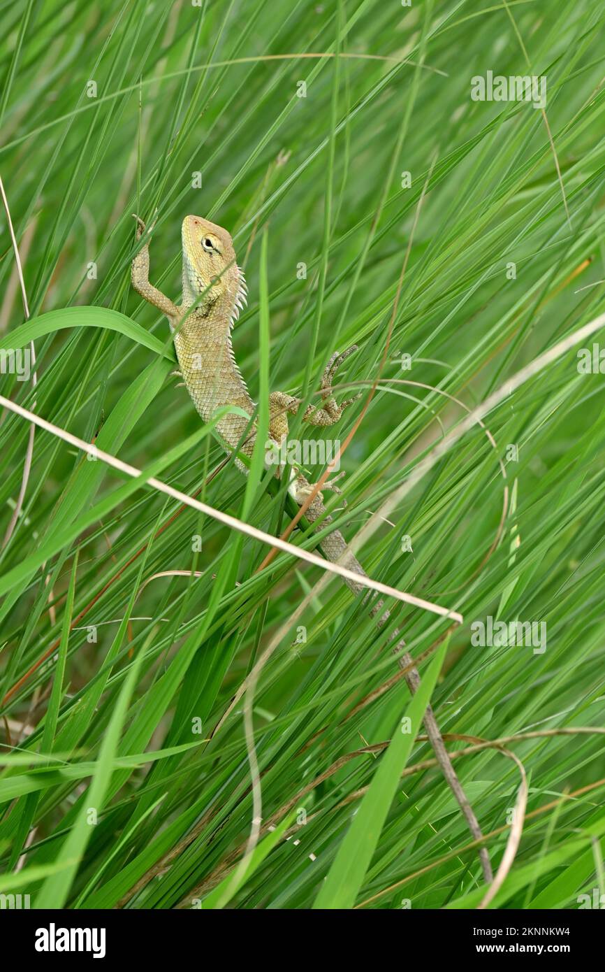 A vertical an iguana in the grass Stock Photo - Alamy