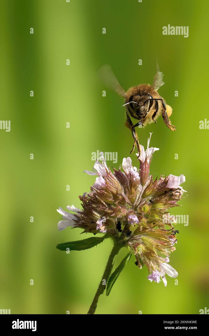 A vertical closeup of a honey bee, Apis flying around a tiny pink ...