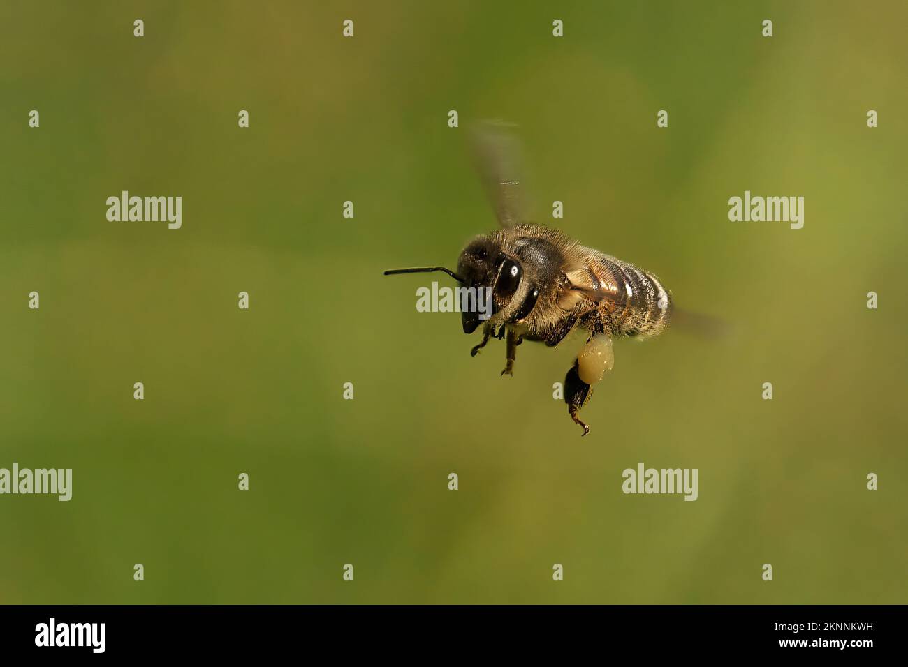 A macro of a honey bee, Apis flying with fast wings Stock Photo - Alamy