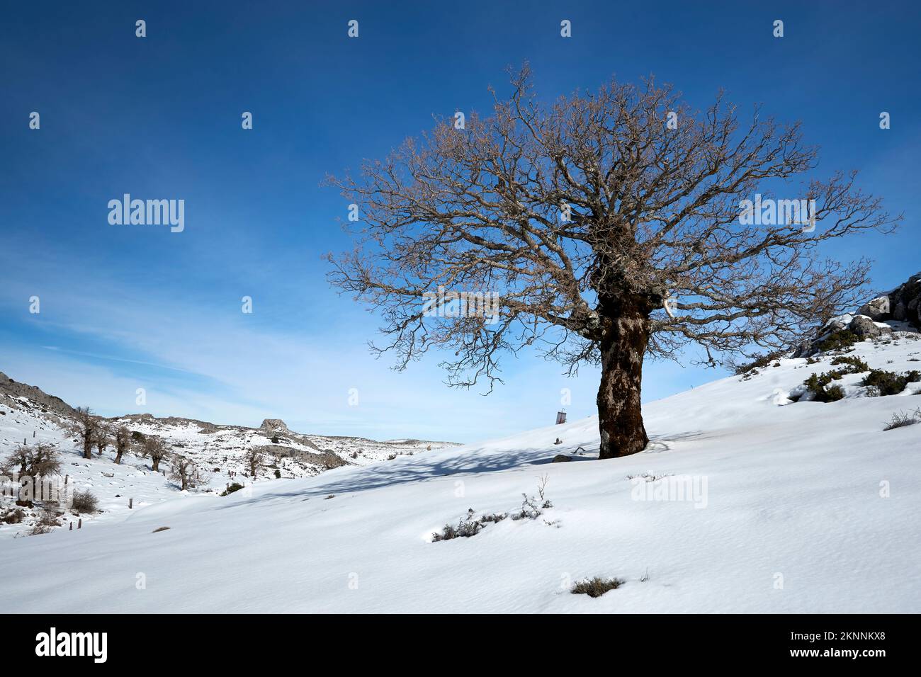 Parque nacional sierra de las nievesparque nacional sierra de las hi ...