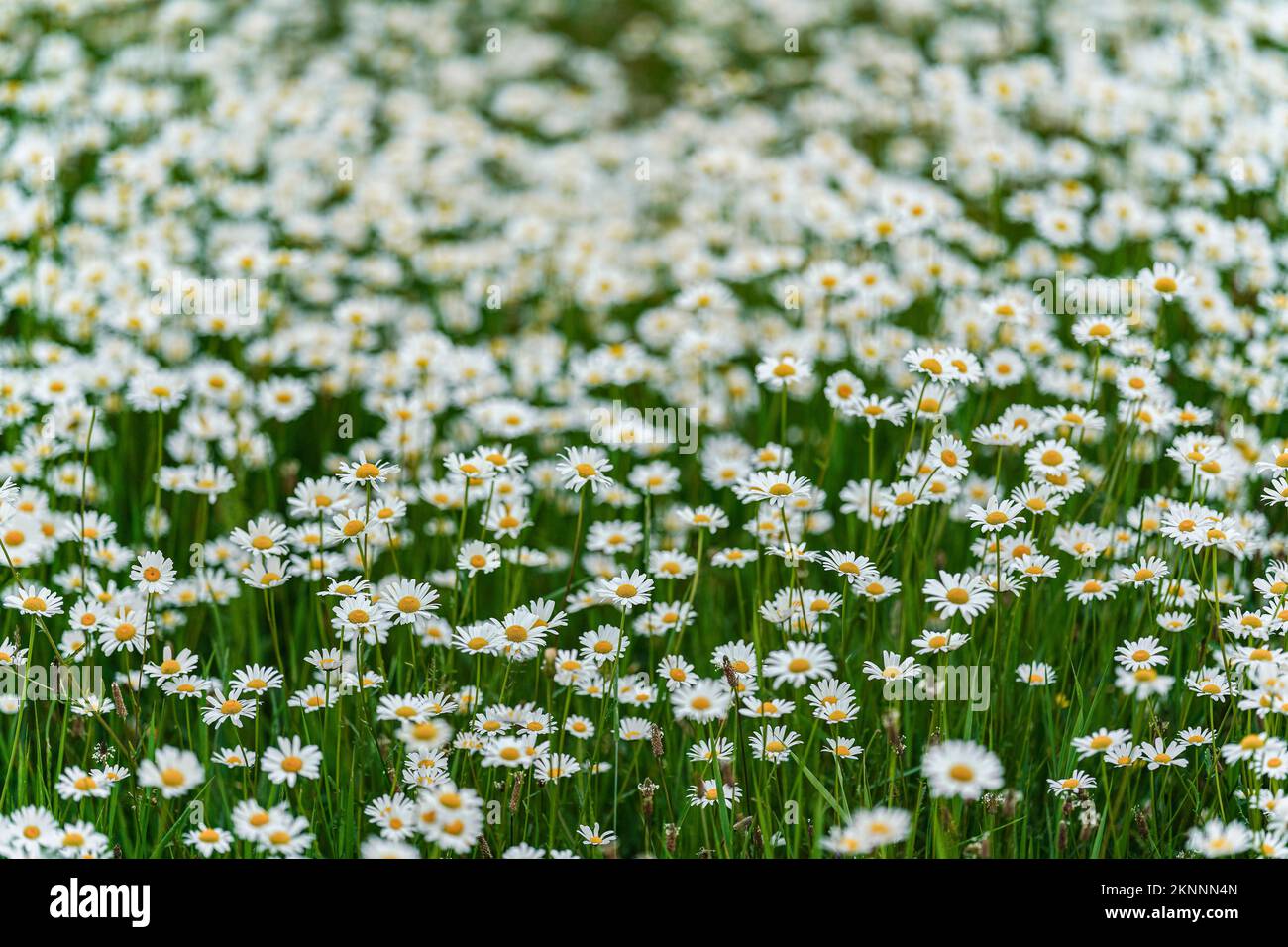 Spring meadow with many daisy flowers blooming, shallow depth of field ...