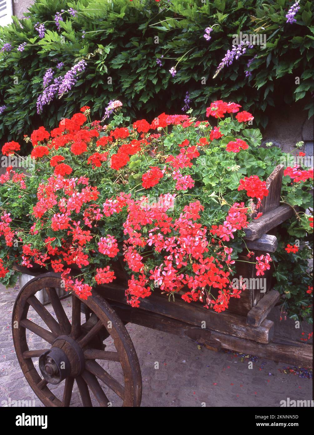 A beautiful old bullock cart filled with red flowers in the daylight ...
