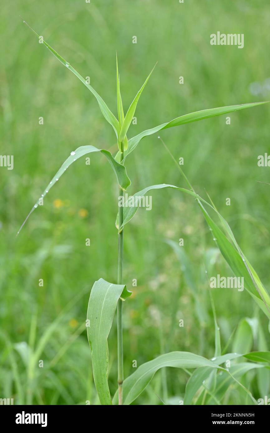 A vertical shot of a green plant with dew Stock Photo - Alamy