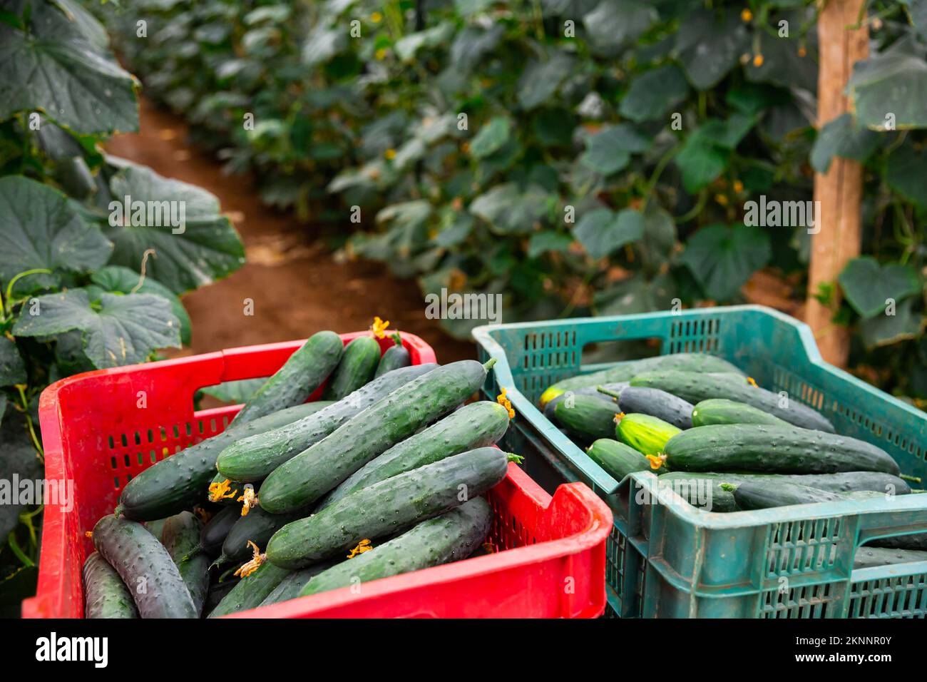 Fresh crop of green tomatoes in crates Stock Photo - Alamy