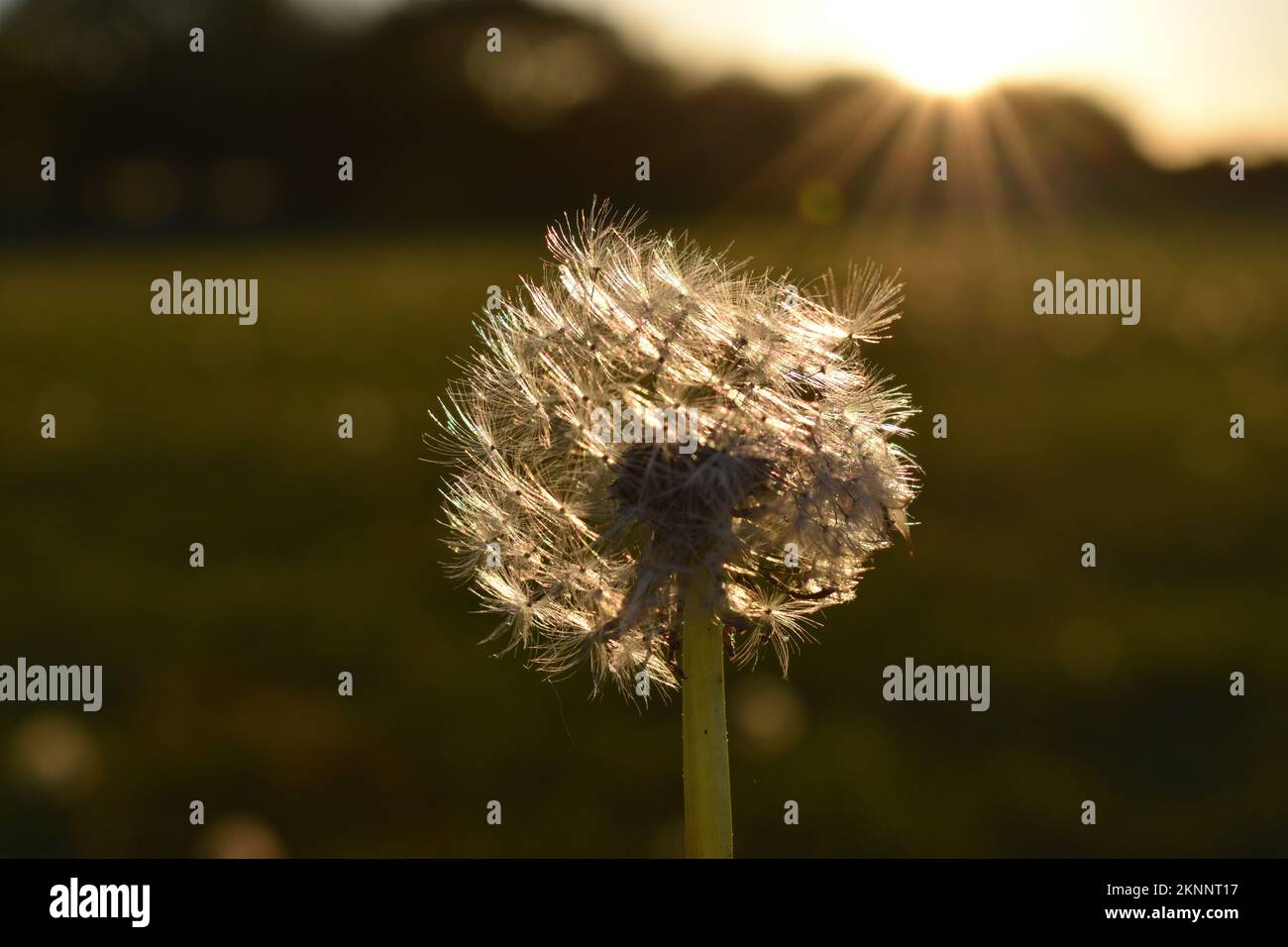 Mesmerizing flowers during summertime. Wildflowers are spotted during ...