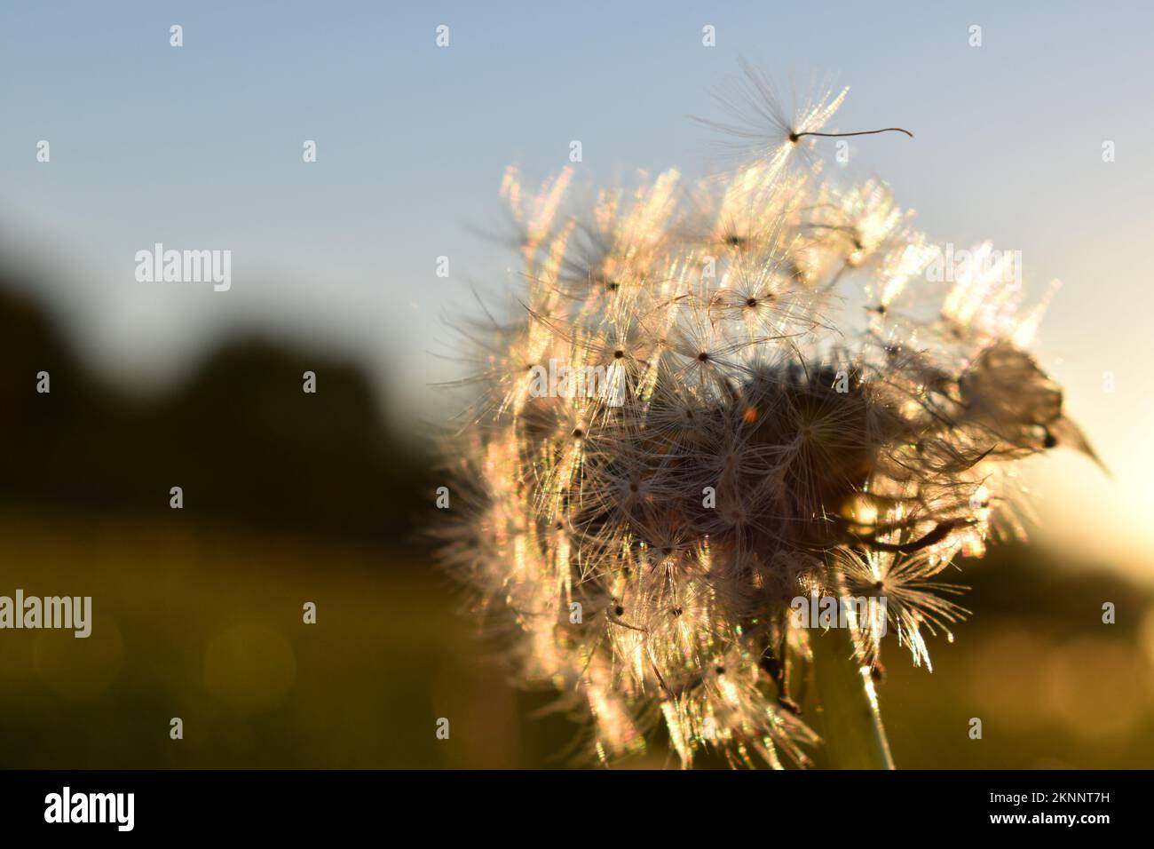 Mesmerizing flowers during summertime. Wildflowers are spotted during ...