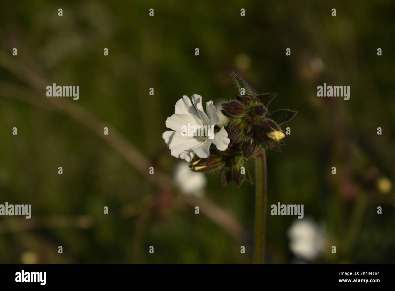 Exploremeadow hi-res stock photography and images - Alamy