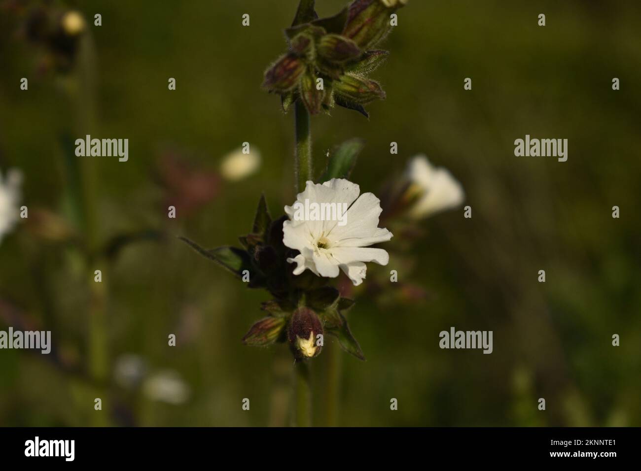 Mesmerizing flowers during summertime. Wildflowers are spotted during ...