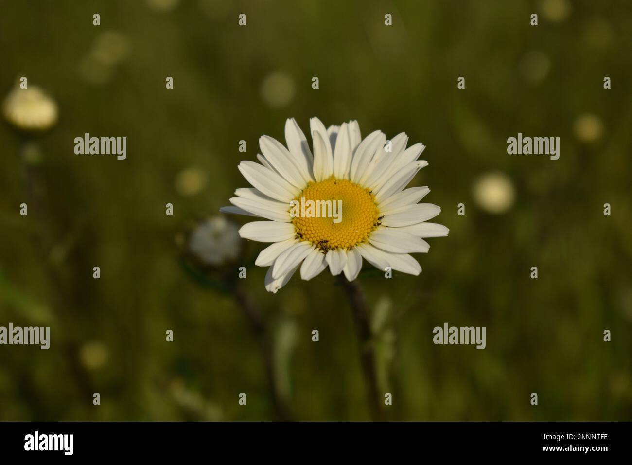 Mesmerizing flowers during summertime. Wildflowers are spotted during ...