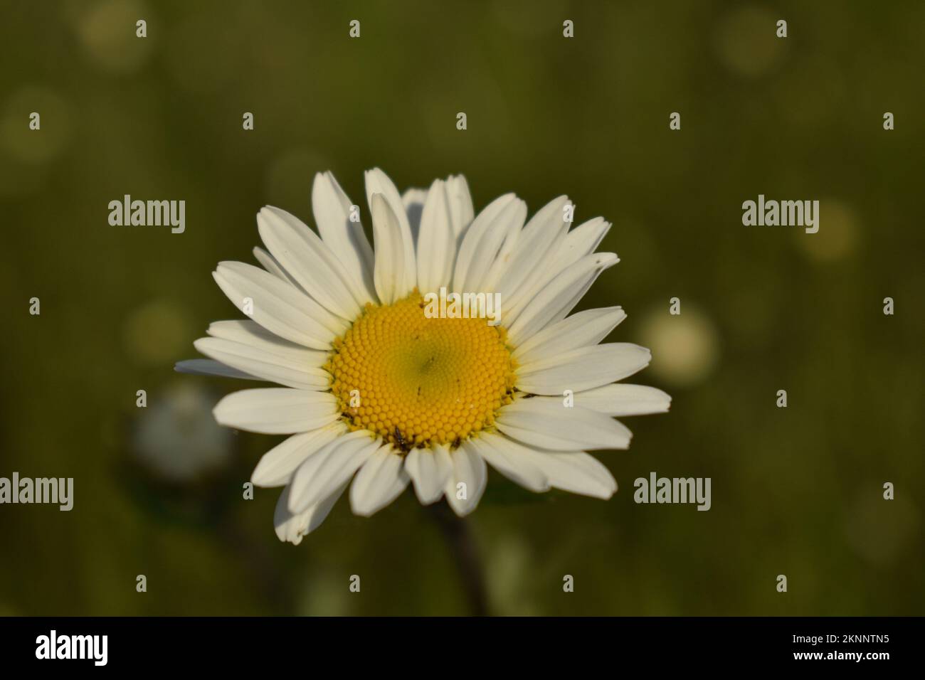 Mesmerizing flowers during summertime. Wildflowers are spotted during ...