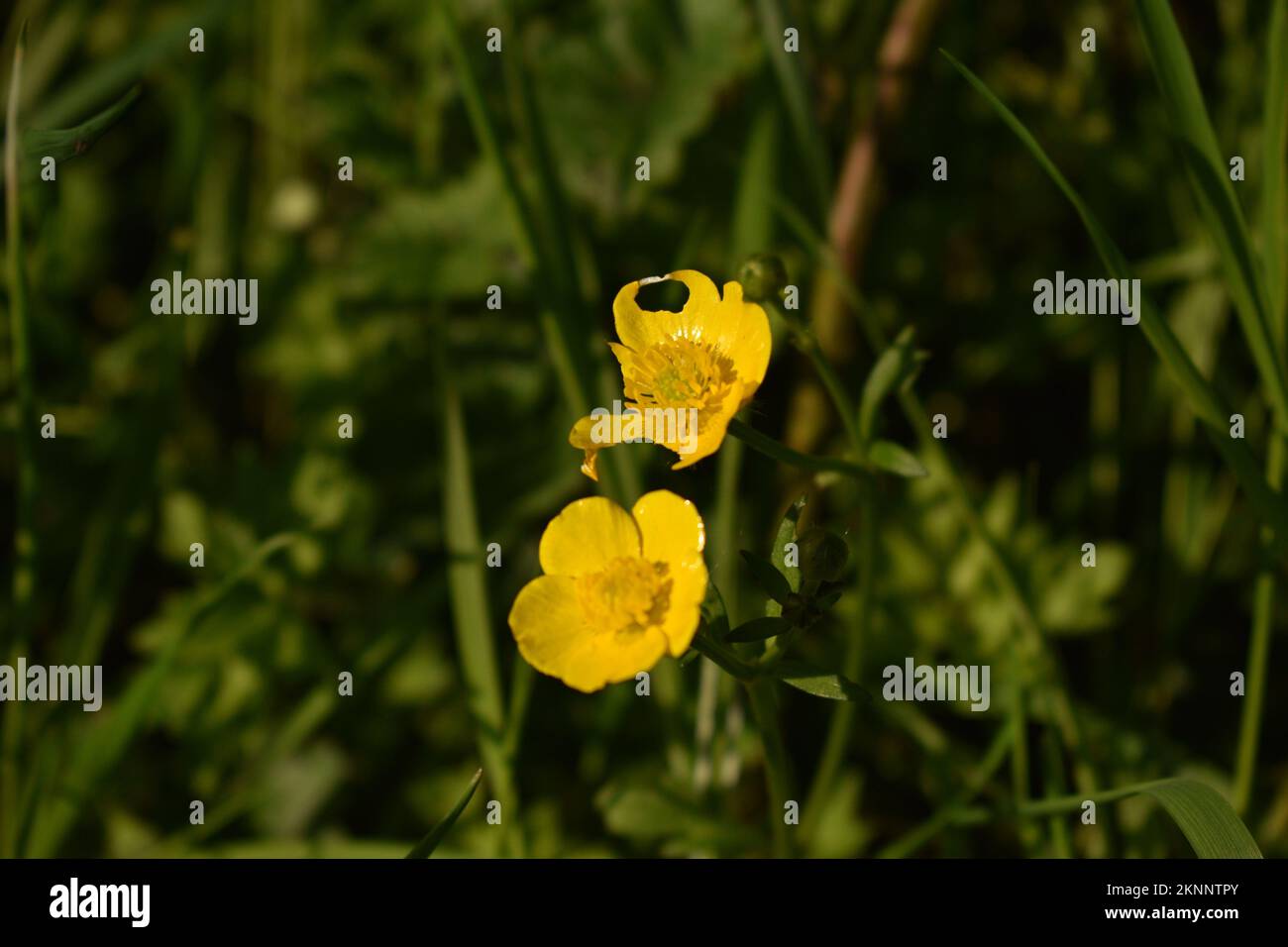 Mesmerizing flowers during summertime. Wildflowers are spotted during ...