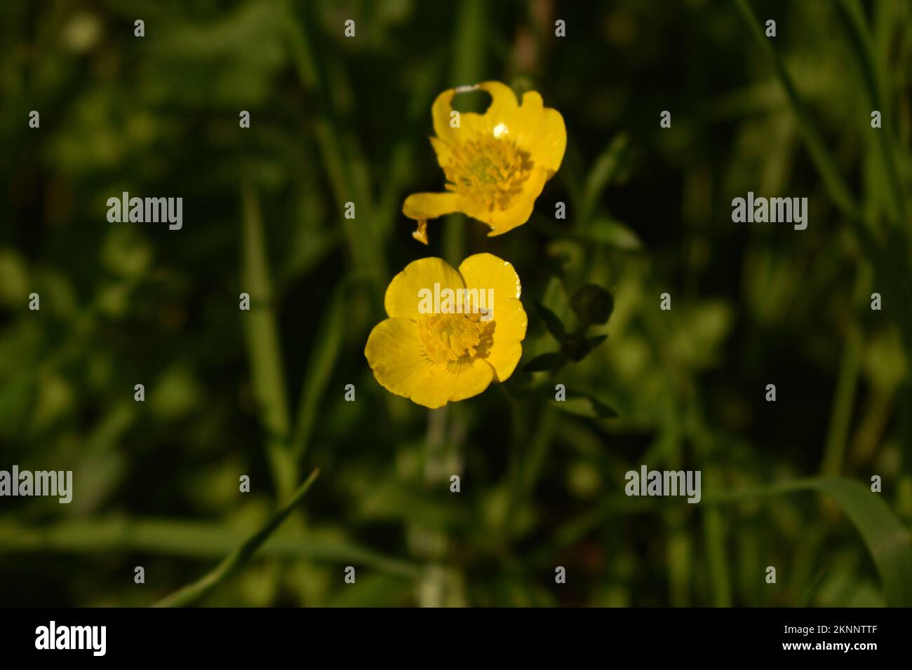 Mesmerizing flowers during summertime. Wildflowers are spotted during ...