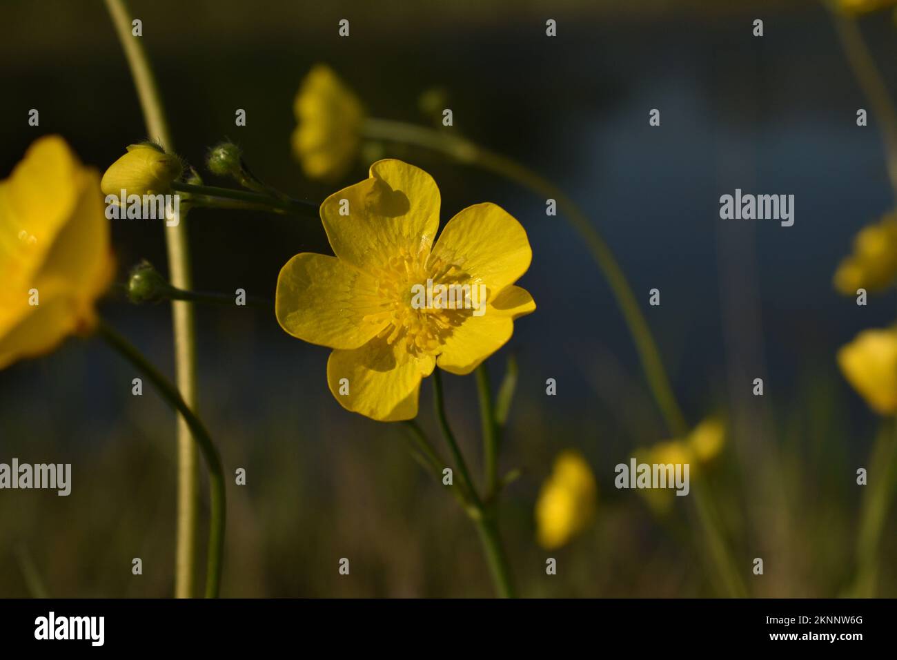 Mesmerizing flowers during summertime. Wildflowers are spotted during ...