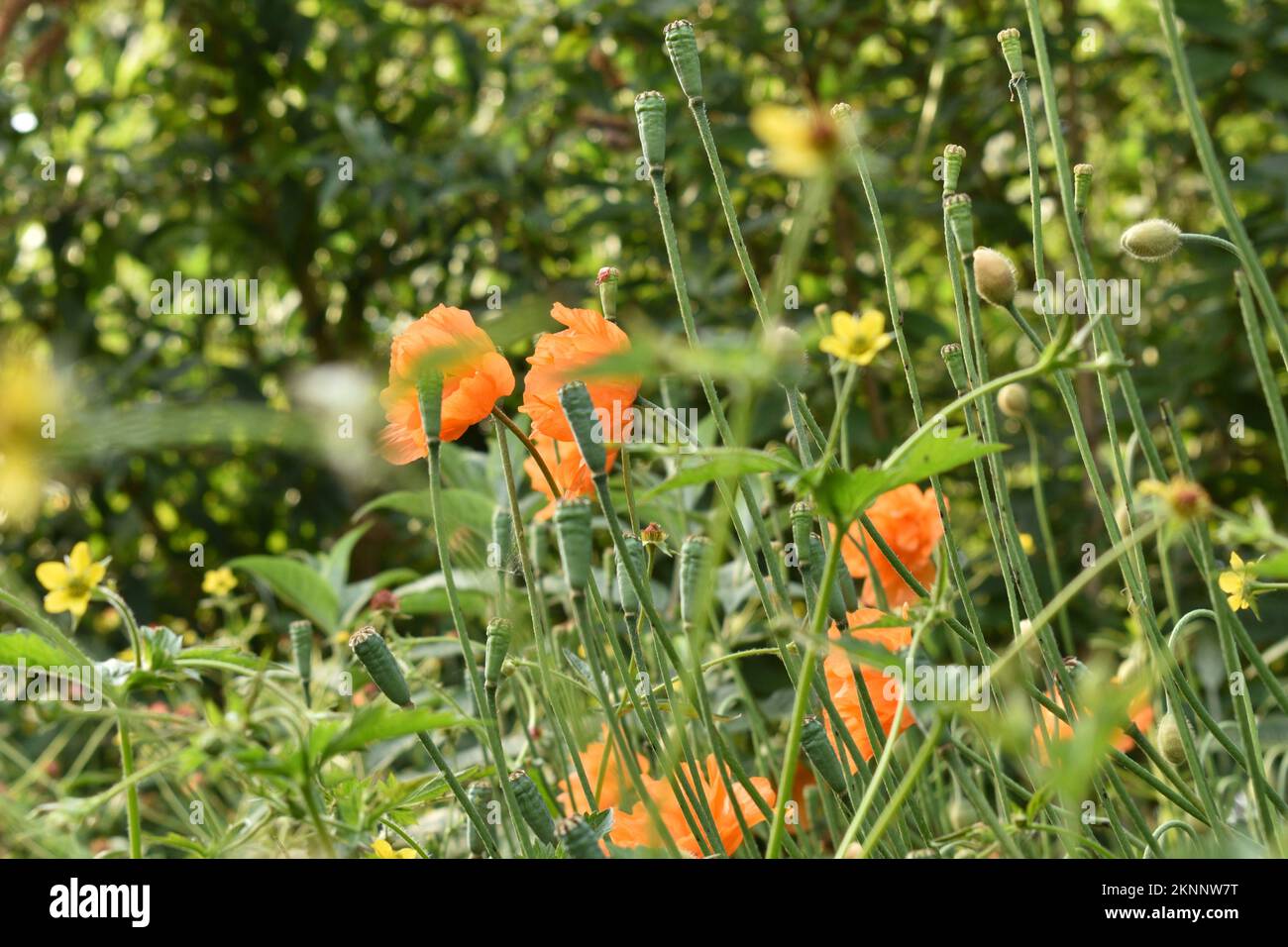 Mesmerizing flowers during summertime. Wildflowers are spotted during ...