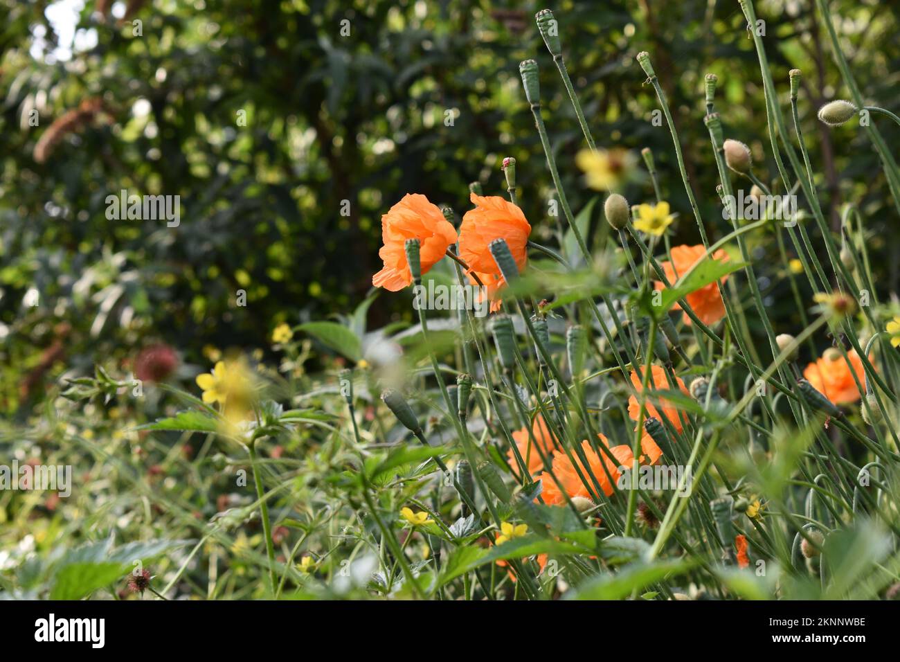 Mesmerizing flowers during summertime. Wildflowers are spotted during ...