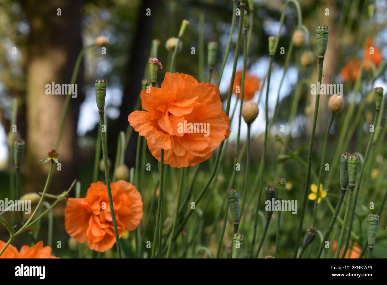 Mesmerizing flowers during summertime. Wildflowers are spotted during ...