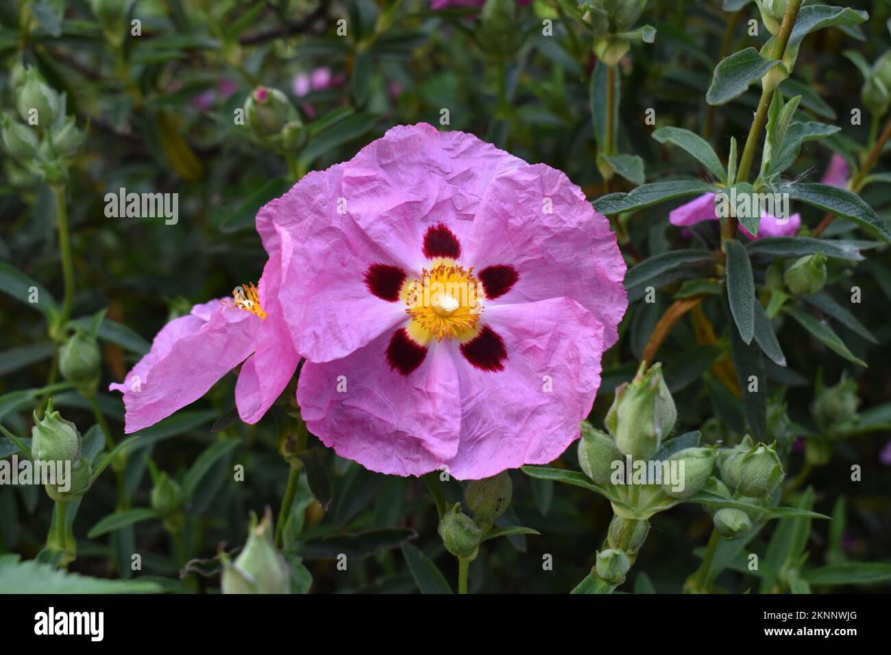 Mesmerizing flowers during summertime. Wildflowers are spotted during ...