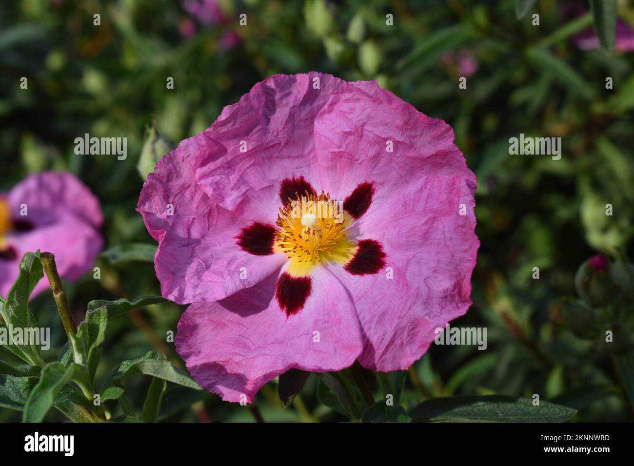Mesmerizing flowers during summertime. Wildflowers are spotted during ...