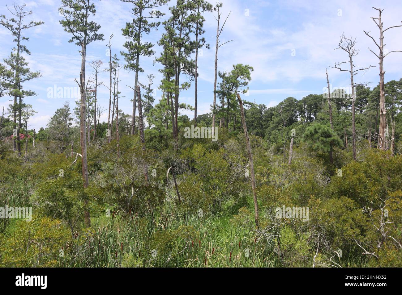 A scenic green landscape of a field with trees in Jamestown, Virginia ...