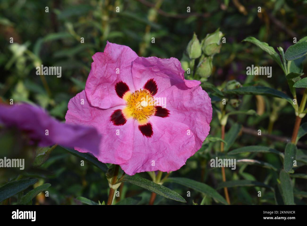Mesmerizing flowers during summertime. Wildflowers are spotted during ...