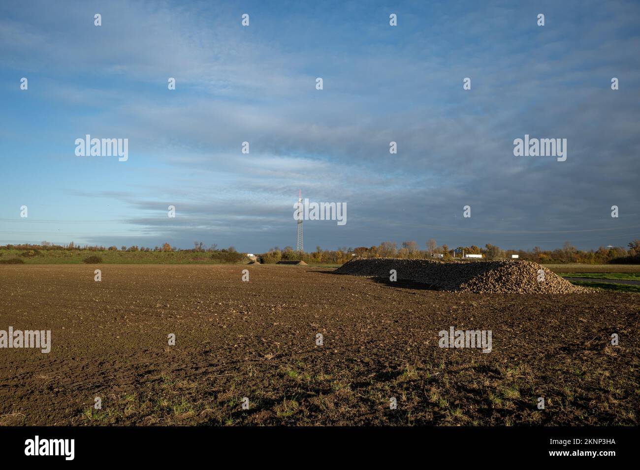 Raw sugar beet hi-res stock photography and images - Alamy