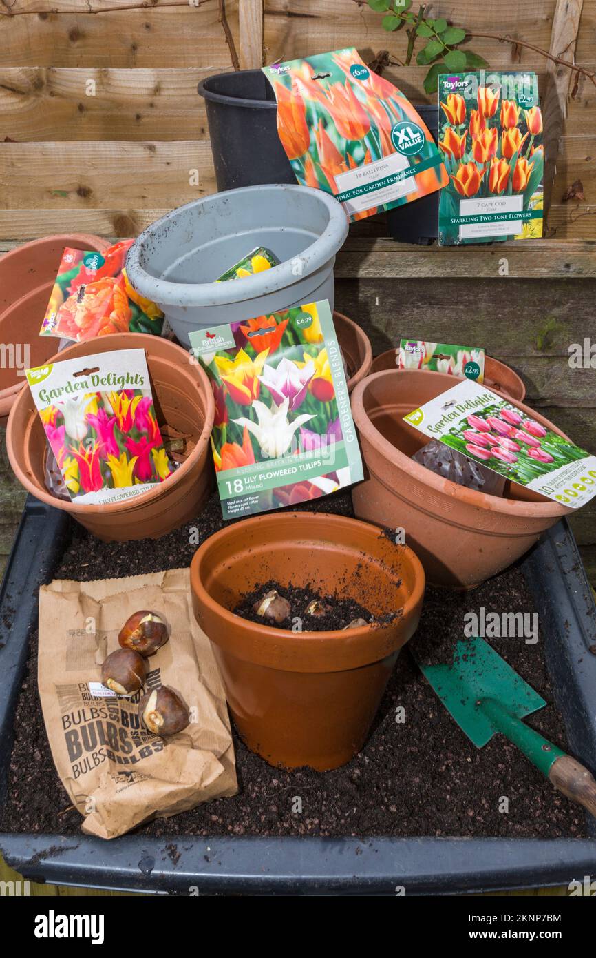 Planting tulip bulbs in pots Stock Photo - Alamy
