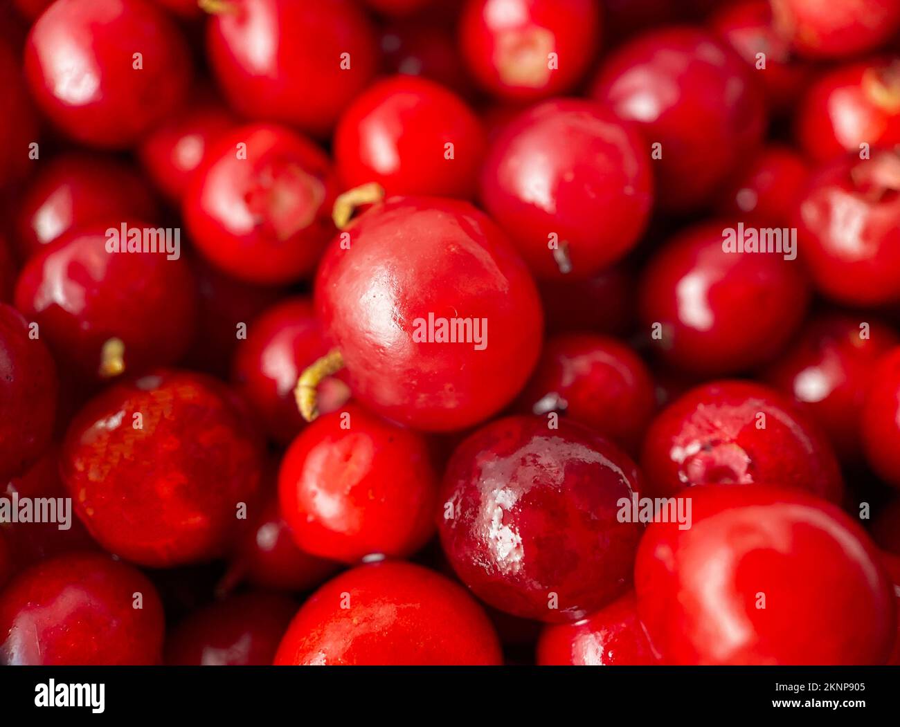 Cranberry background berry texture hi-res stock photography and images ...