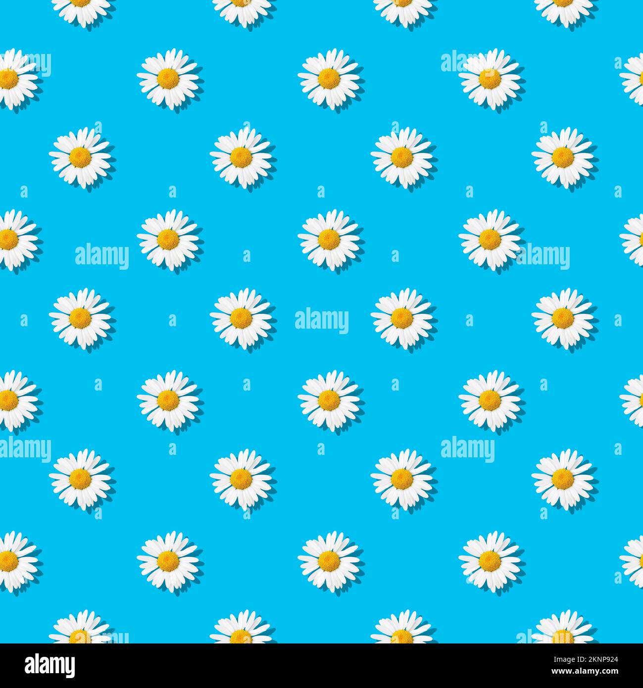 Chamomiles - Seamless floral pattern. White daisy flowers on sky blue ...