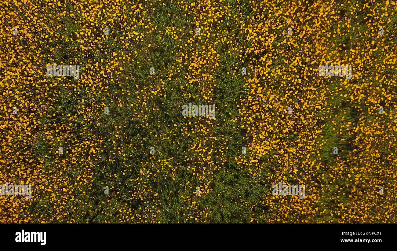 Flower 4k footage hi-res stock photography and images - Alamy