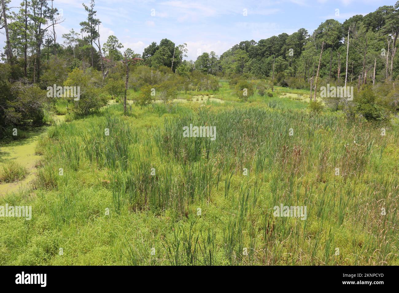 A scenic green landscape of a field with trees in Jamestown, Virginia ...