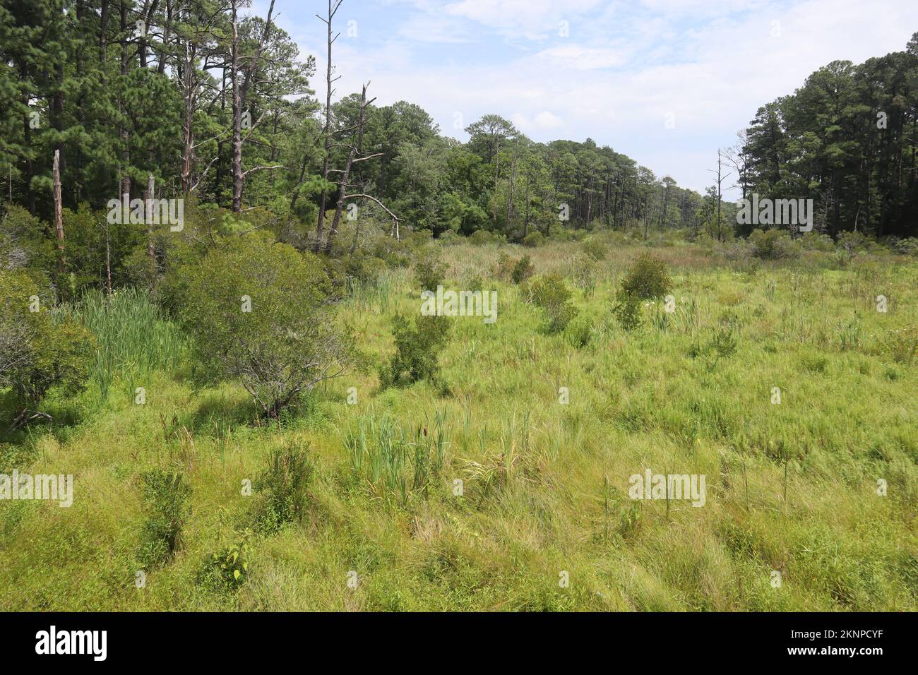 A scenic green landscape of a field with trees in Jamestown, Virginia ...